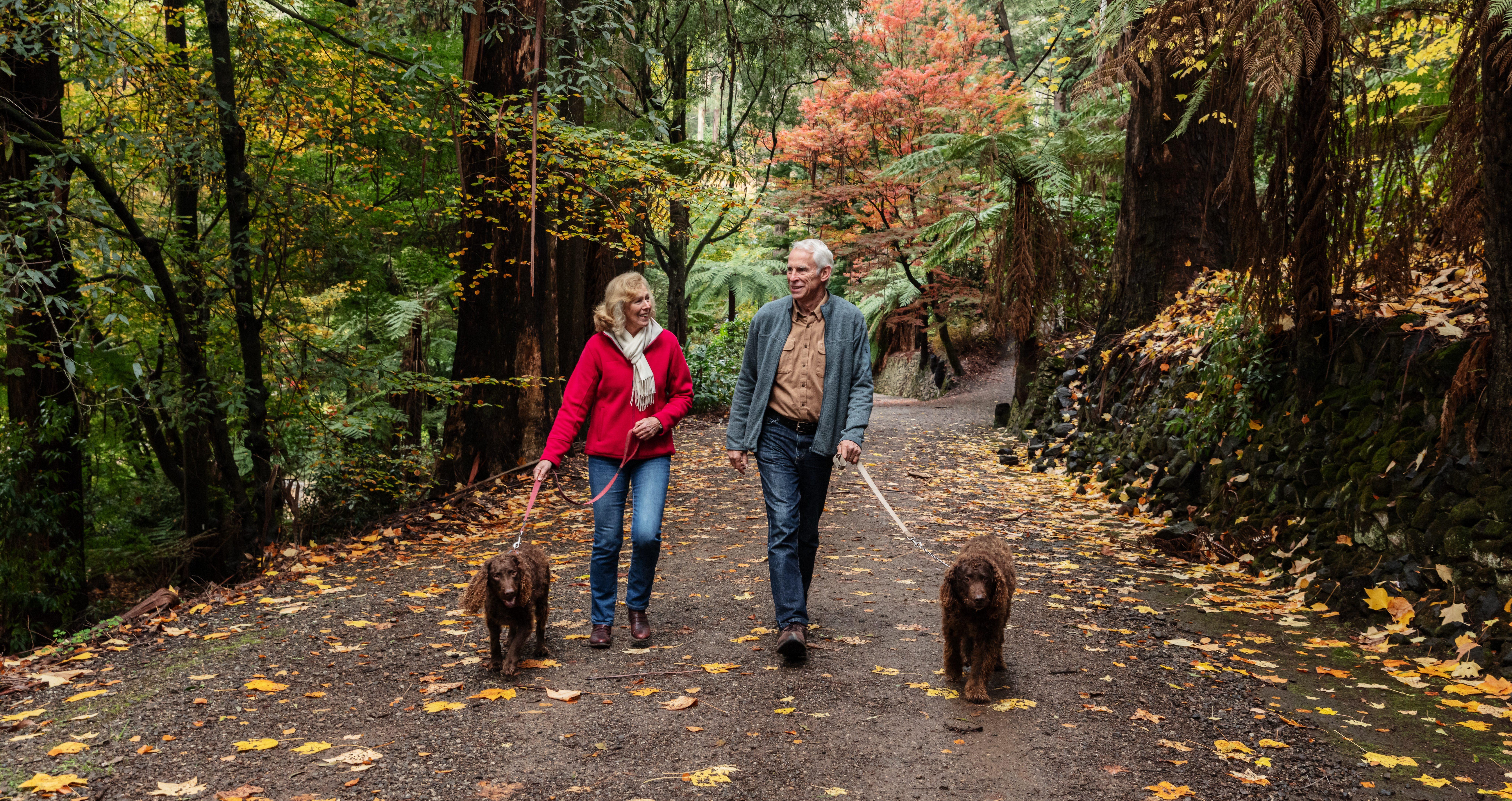 Sassafras | Visit Yarra Valley & Dandenong Ranges