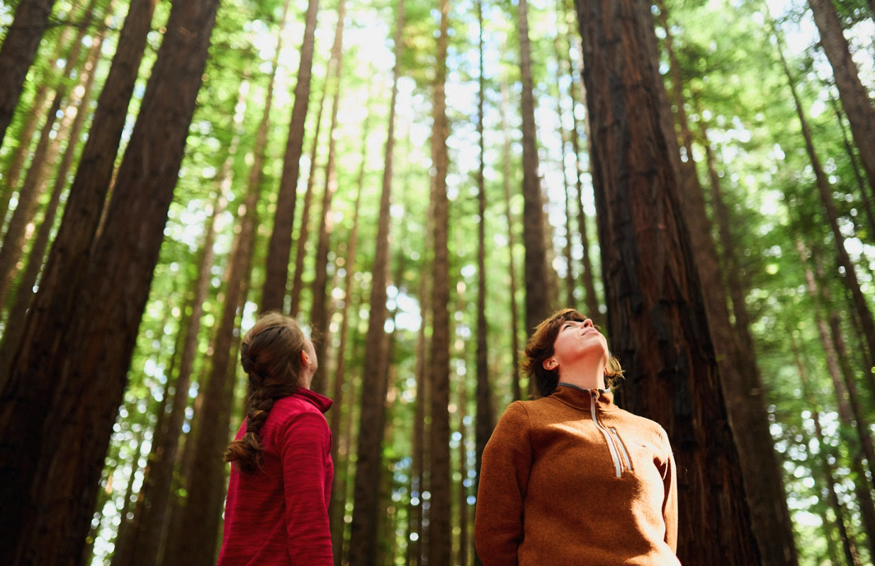 Ada Tree Walk | Visit Yarra Valley & Dandenong Ranges
