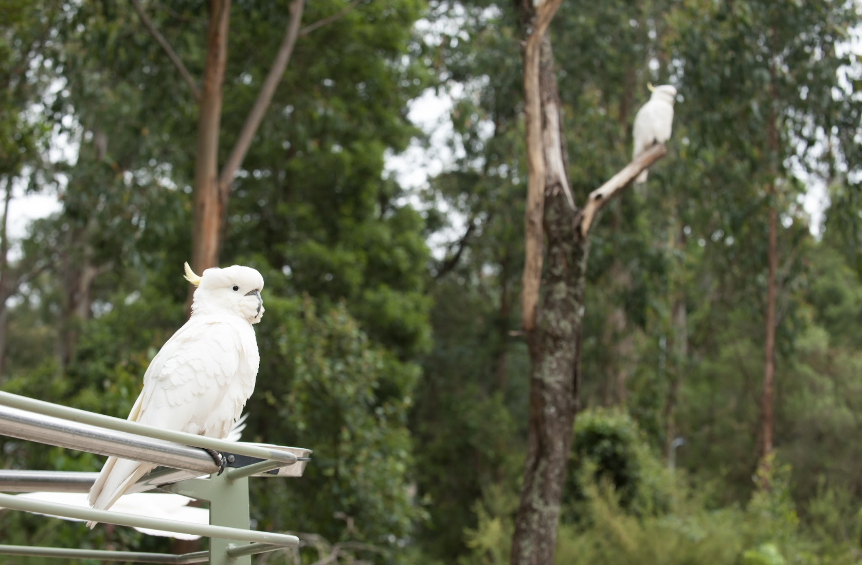 Cockatoo | Visit Yarra Valley & Dandenong Ranges