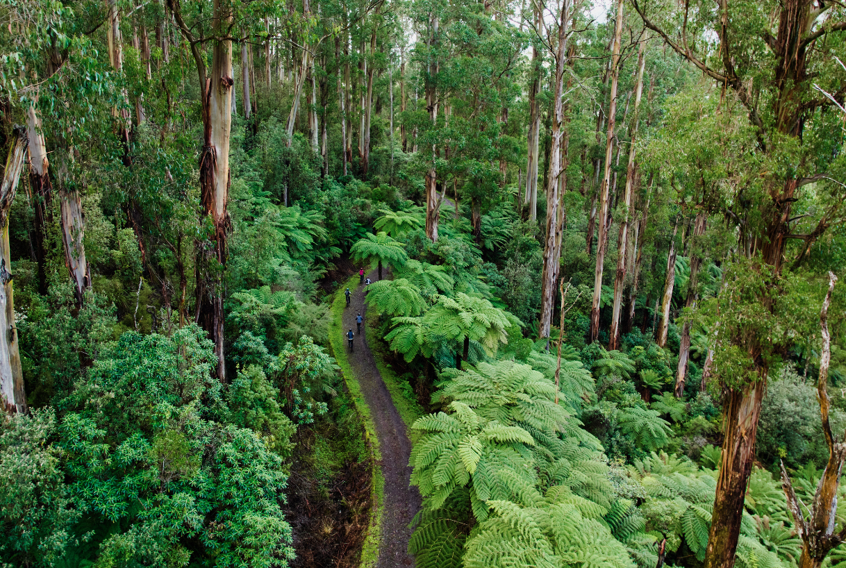 Launching Place | Visit Yarra Valley & Dandenong Ranges
