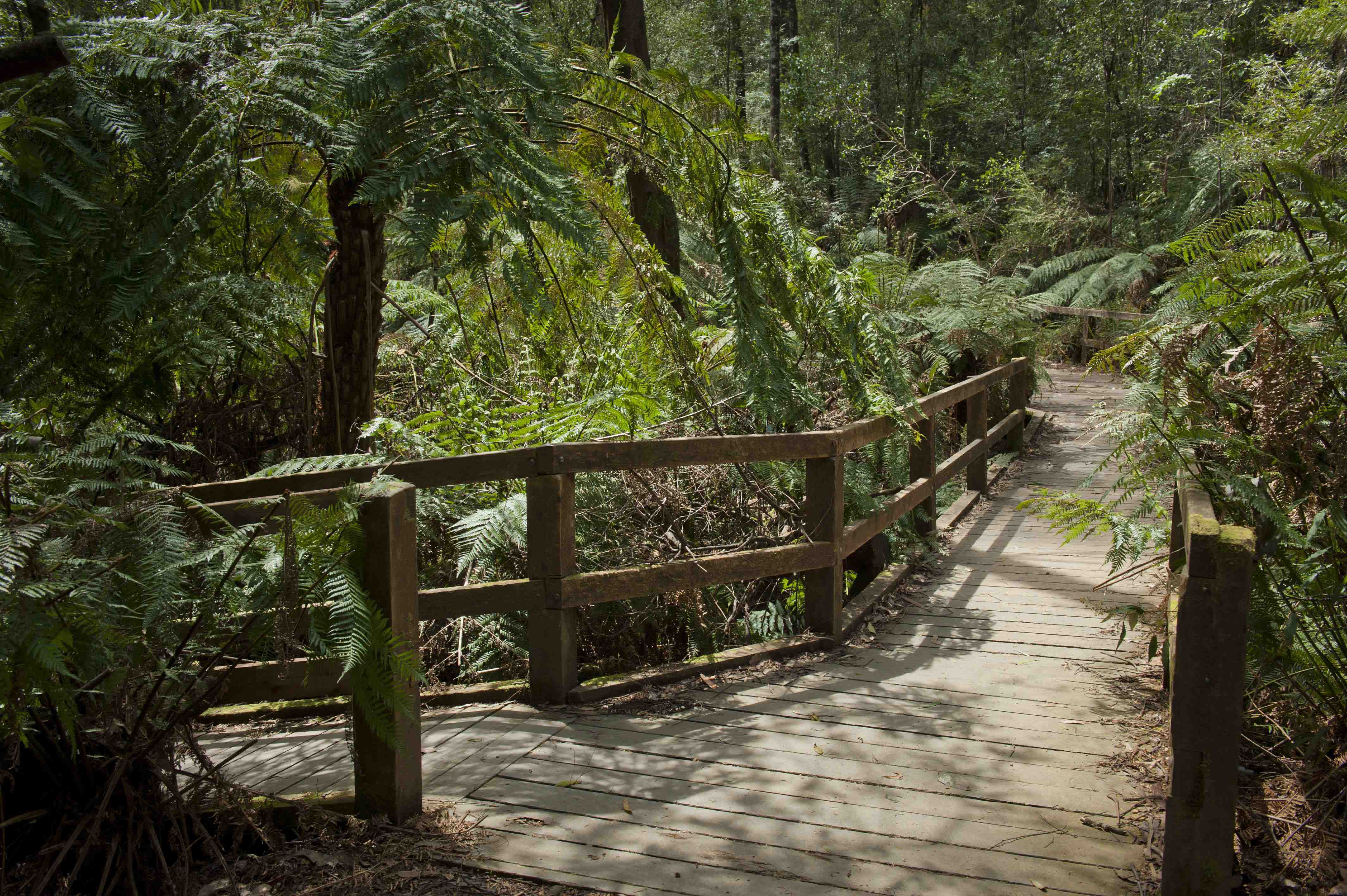 Toolangi | Visit Yarra Valley & Dandenong Ranges