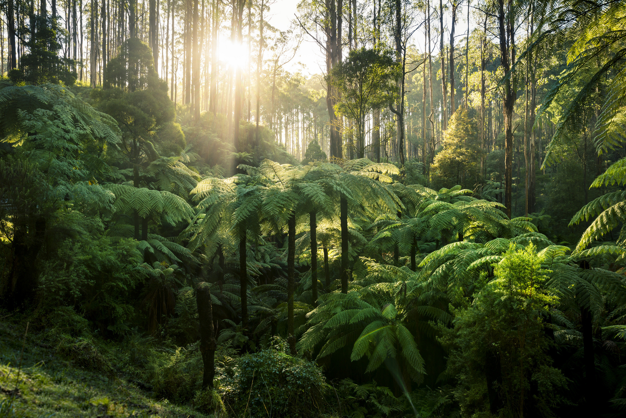 Olinda Spring Water | Visit Yarra Valley & Dandenong Ranges