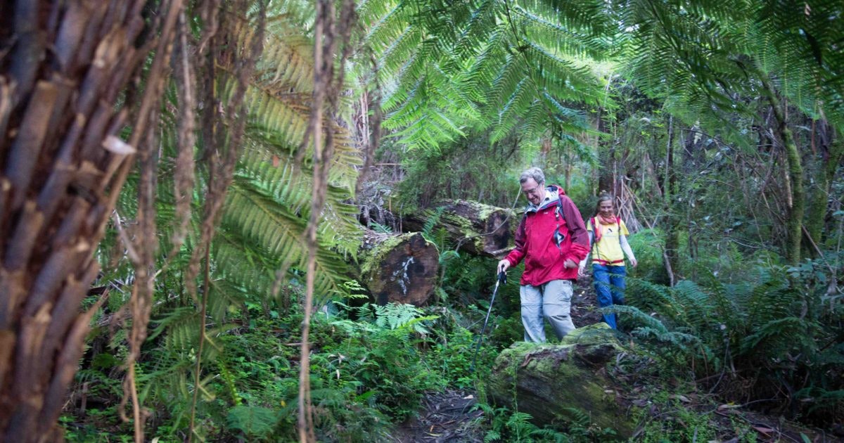 Walk, run, cycle, paddle Warburton - the definitive guide