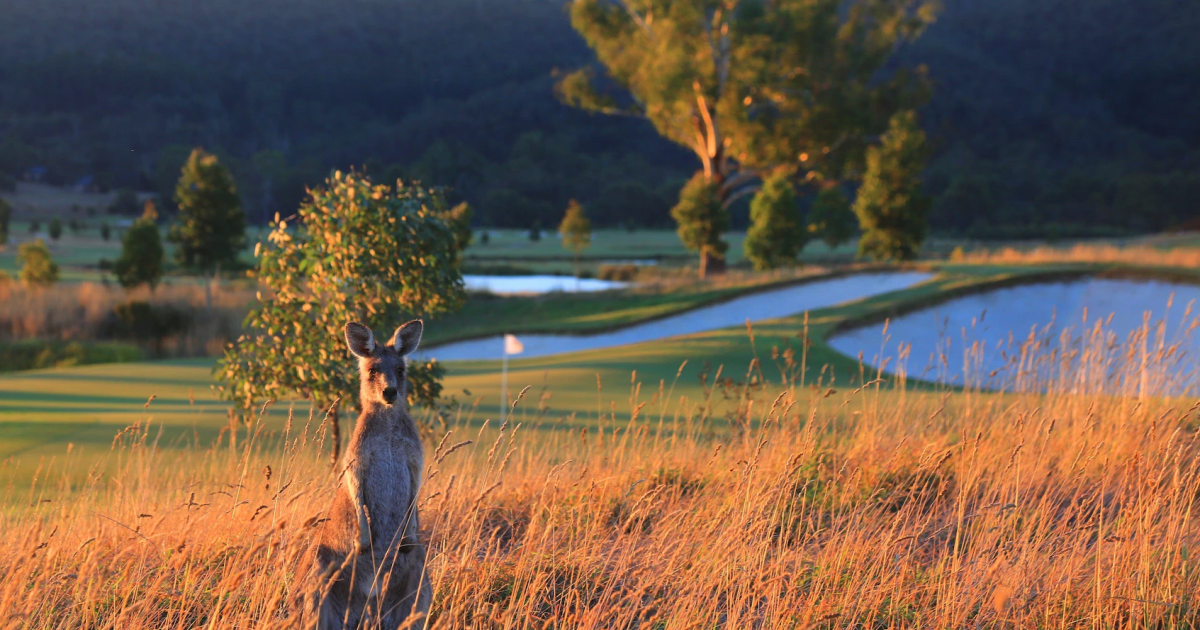 Where to See Native Animals… | Visit Yarra Valley & Dandenong Ranges