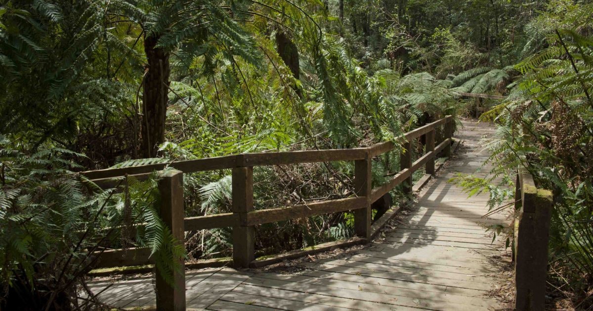 Toolangi | Visit Yarra Valley & Dandenong Ranges