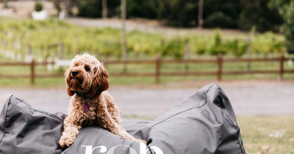 Your Posh Pooch’s Gourmet Day