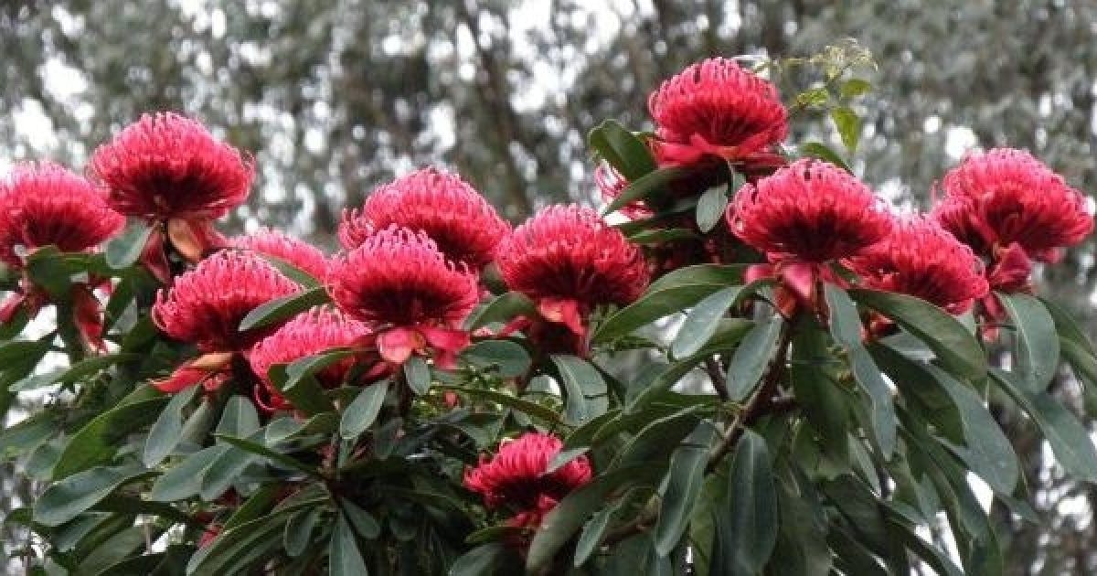 Beautiful native havens for… | Visit Yarra Valley & Dandenong Ranges