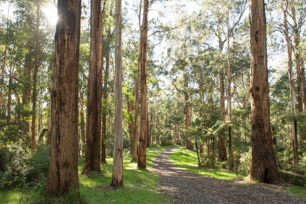 Bushwalking Tips | Visit Yarra Valley & Dandenong Ranges