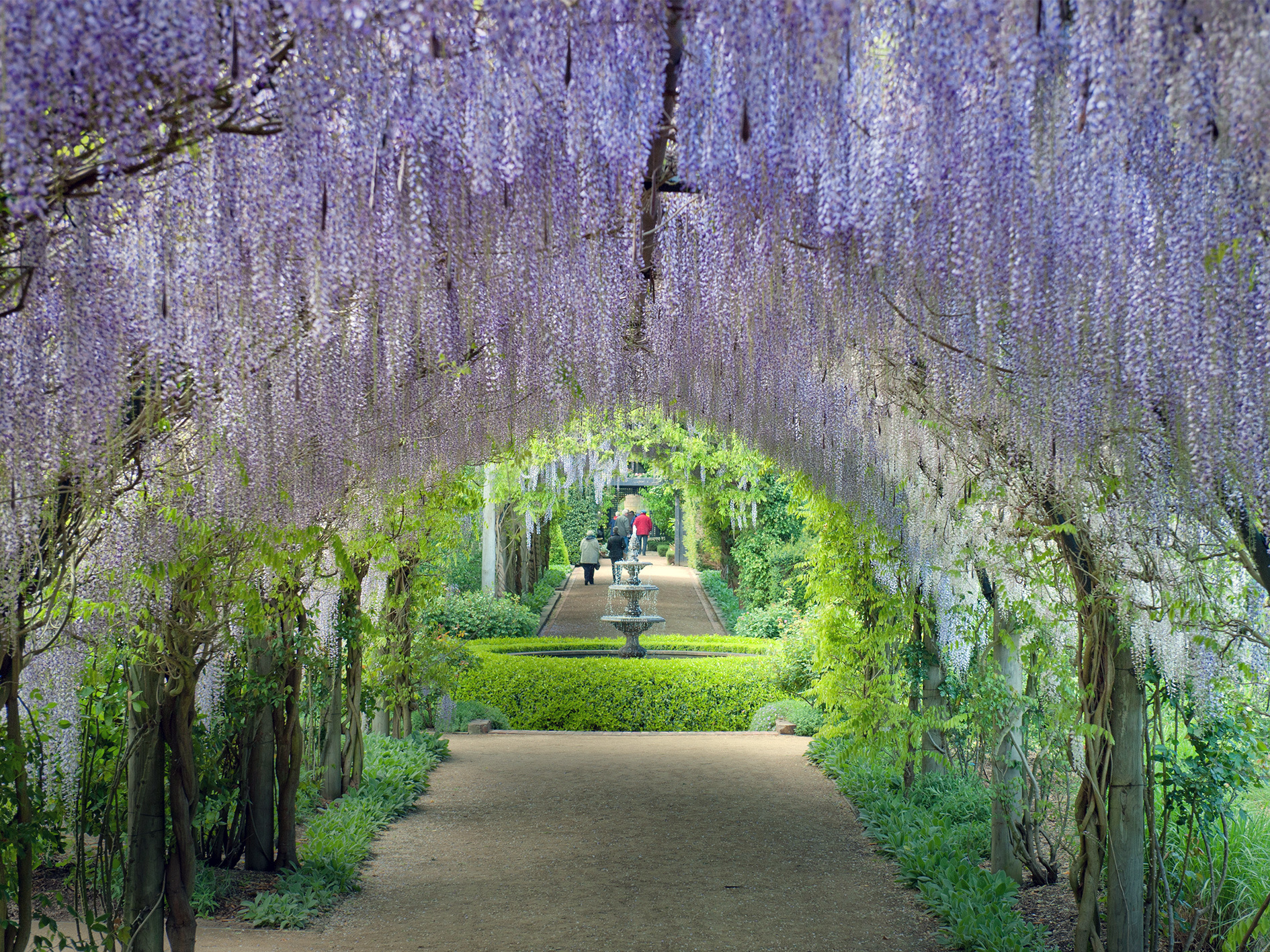 Ada Tree Walk | Visit Yarra Valley & Dandenong Ranges