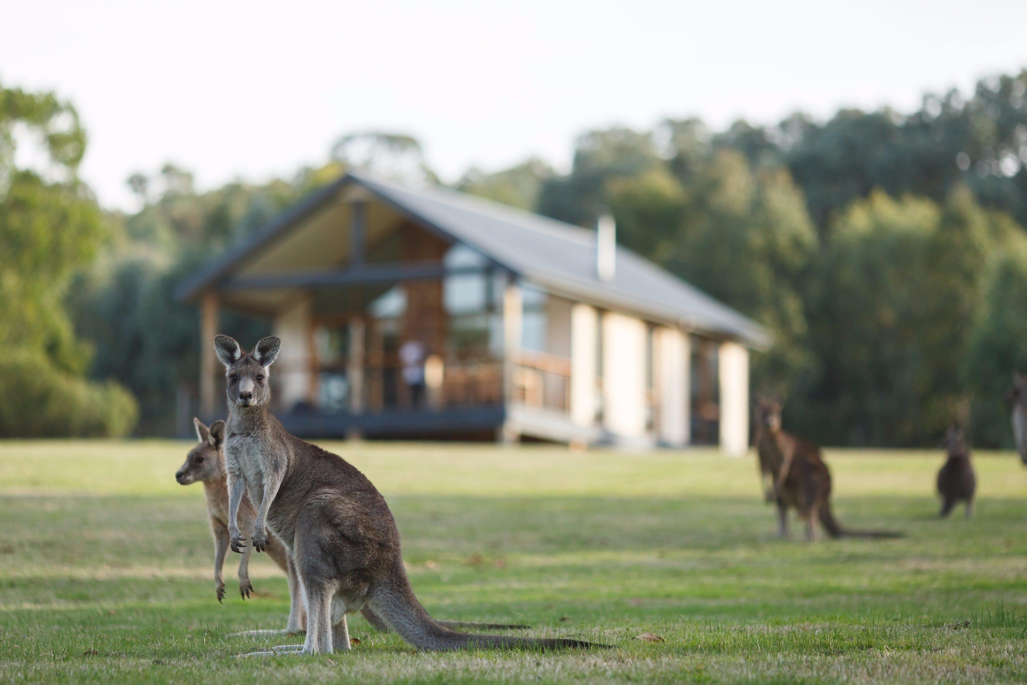 Yering Gorge Cottages | Visit Yarra Valley & Dandenong Ranges