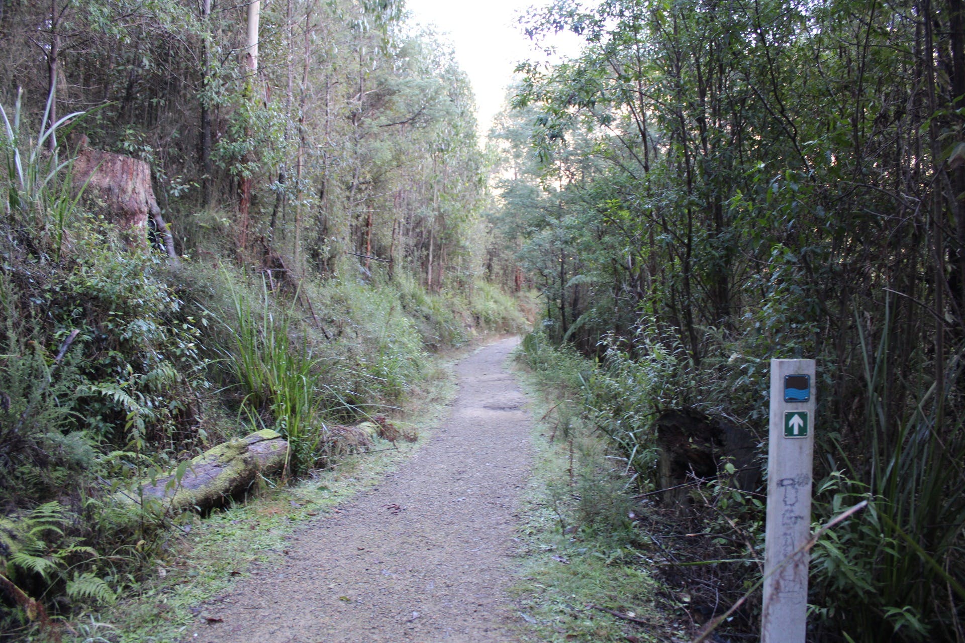 Tree Fern Gully Trail | Visit Yarra Valley & Dandenong Ranges