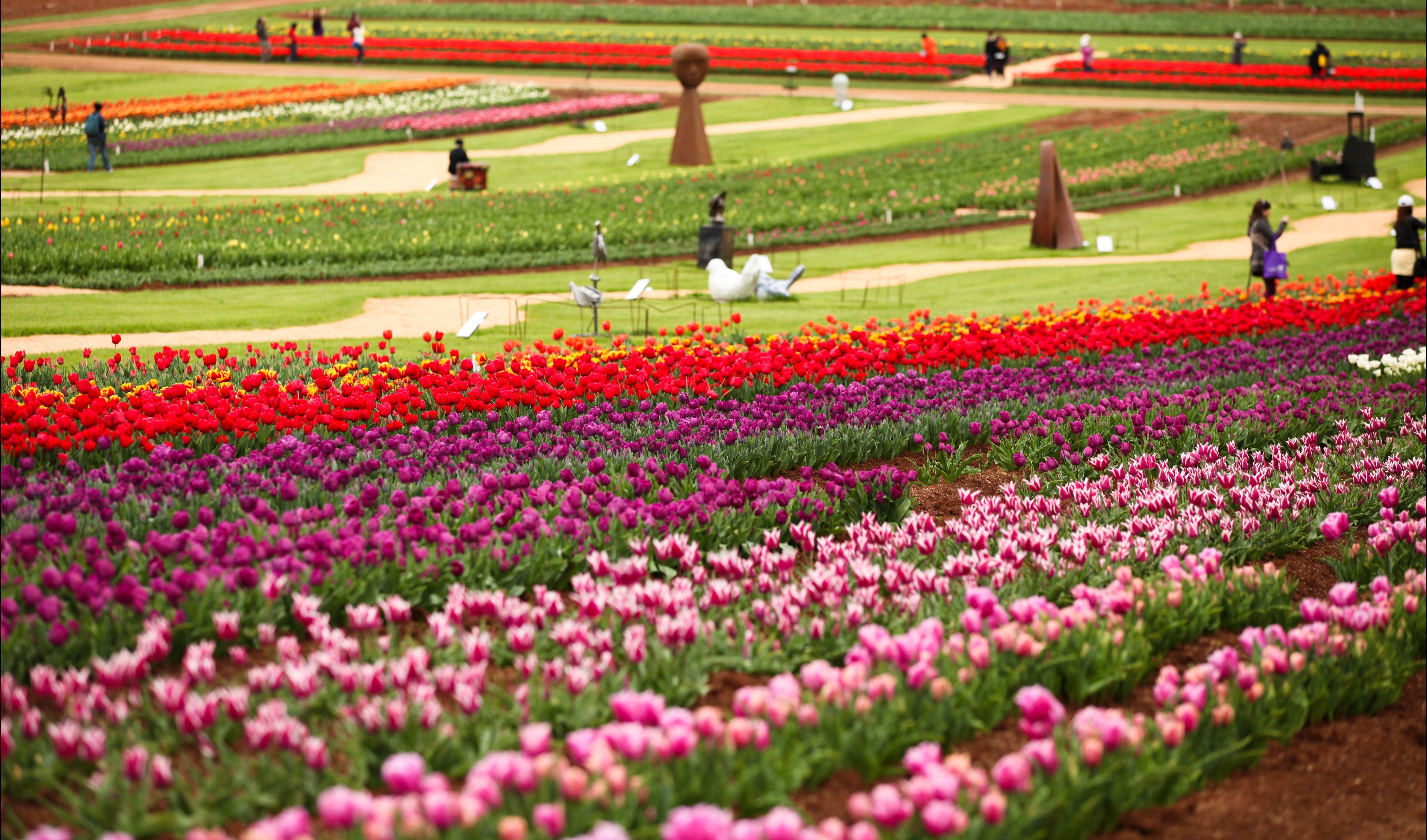 Tesselaar Tulip Festival | Visit Yarra Valley & Dandenong Ranges