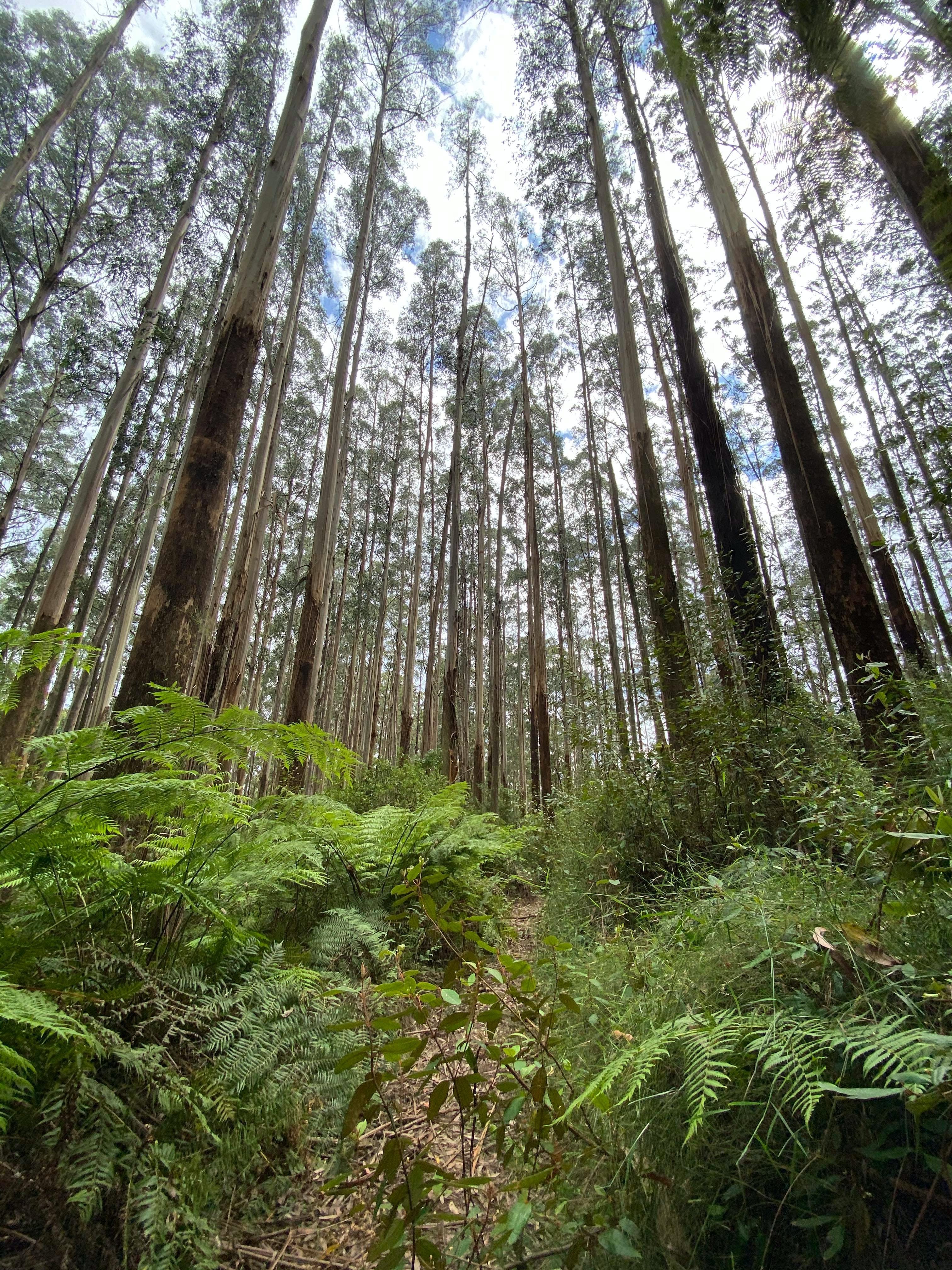 Toolangi | Visit Yarra Valley & Dandenong Ranges