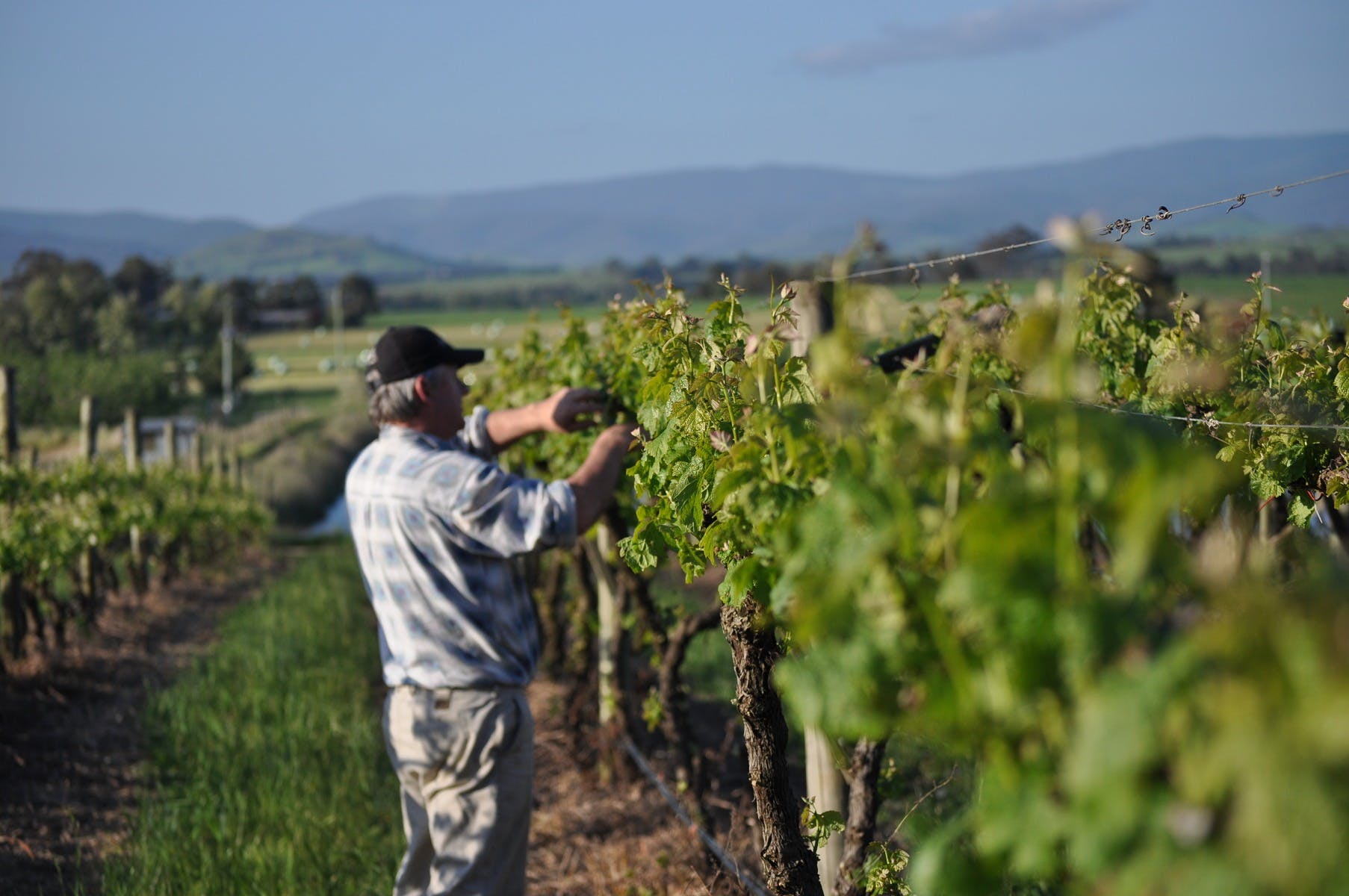 Yering Farm Wines | Visit Yarra Valley & Dandenong Ranges