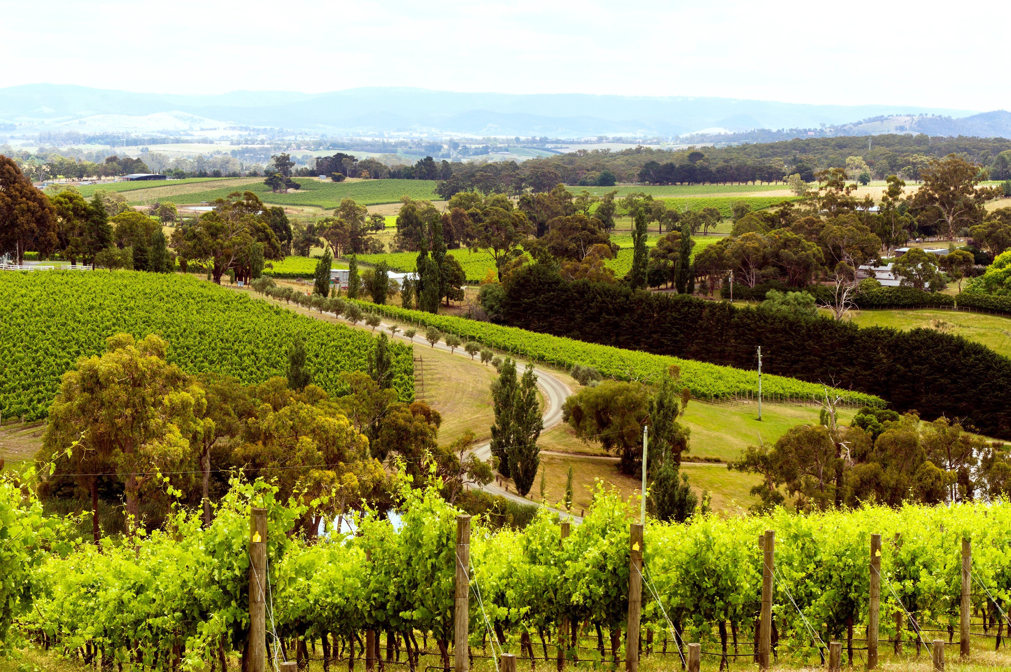 Tours | Visit Yarra Valley & Dandenong Ranges