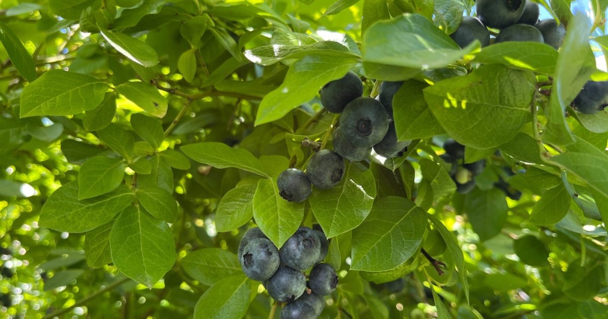 Summerberries Blueberry Farm | Visit Yarra Valley & Dandenong Ranges
