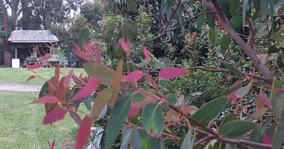 Peppermint Ridge Native Foods | Visit Yarra Valley & Dandenong Ranges