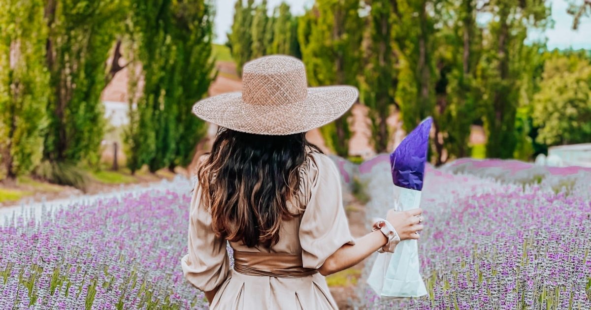 Lavender Harvest Weekend | Visit Yarra Valley & Dandenong Ranges