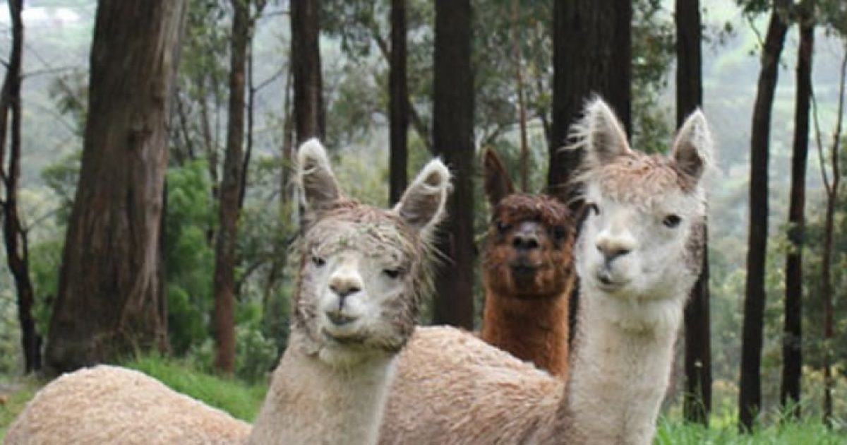 Alpaca Ridge Farmstay B&B | Visit Yarra Valley & Dandenong Ranges