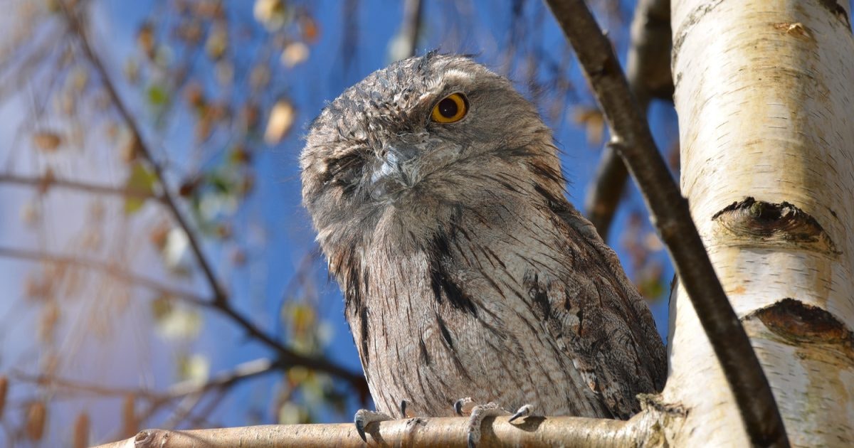 Yarra Valley Manna Gum Tours | Visit Yarra Valley & Dandenong Ranges