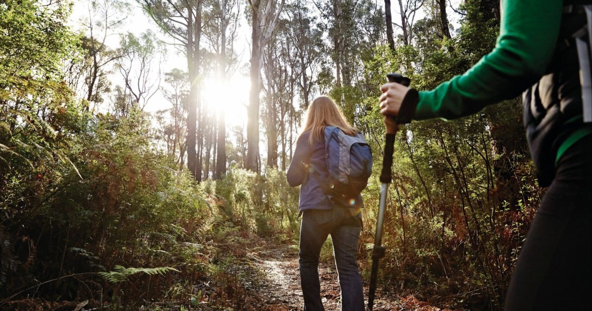 Kinglake National Park | Visit Yarra Valley & Dandenong Ranges