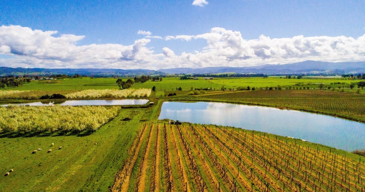 Yering Farm Wines | Visit Yarra Valley & Dandenong Ranges