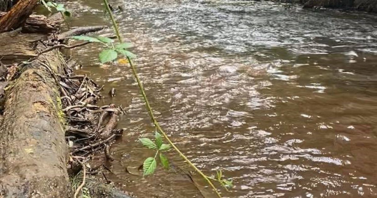 Yea River Walk | Visit Yarra Valley & Dandenong Ranges