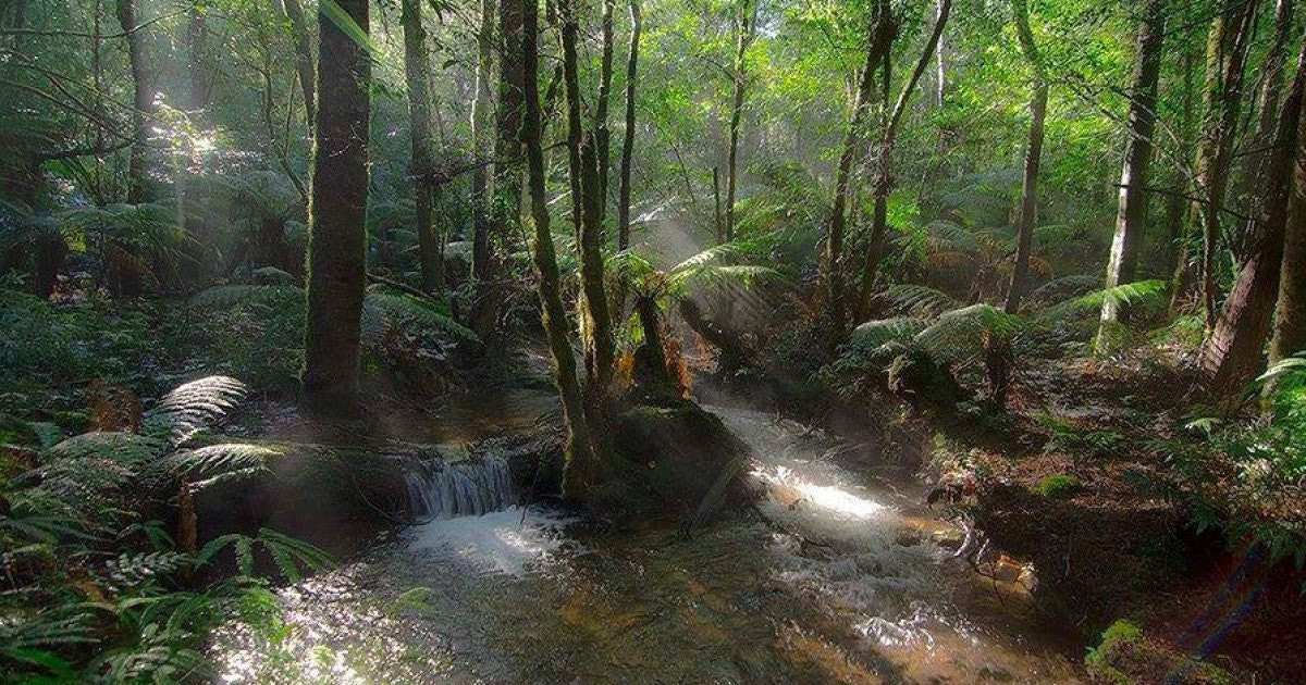 Toolangi State Park | Visit Yarra Valley & Dandenong Ranges