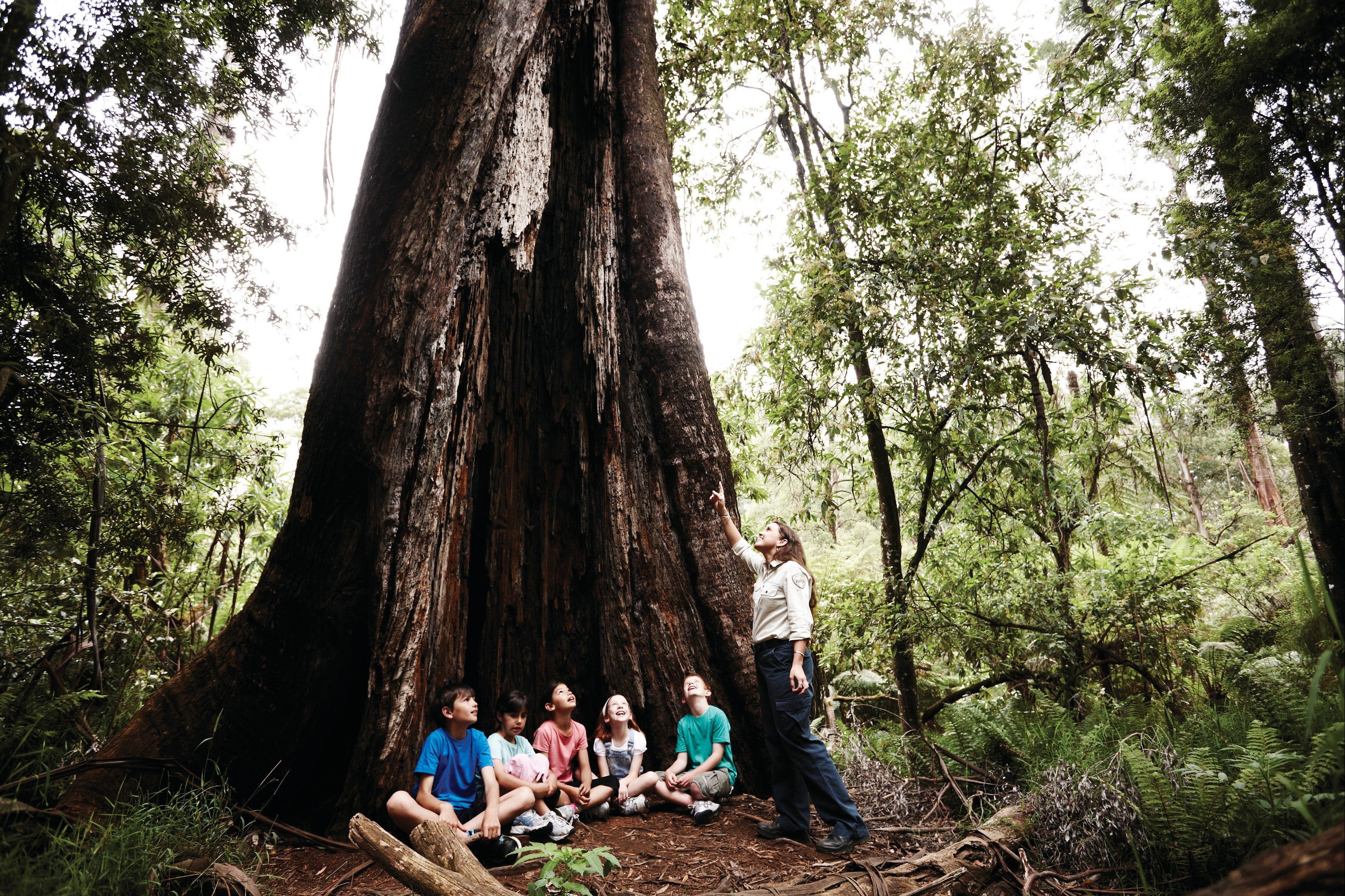 Sassafras | Visit Yarra Valley & Dandenong Ranges