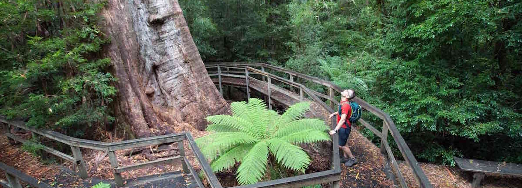 Ada Tree Walk | Visit Yarra Valley & Dandenong Ranges