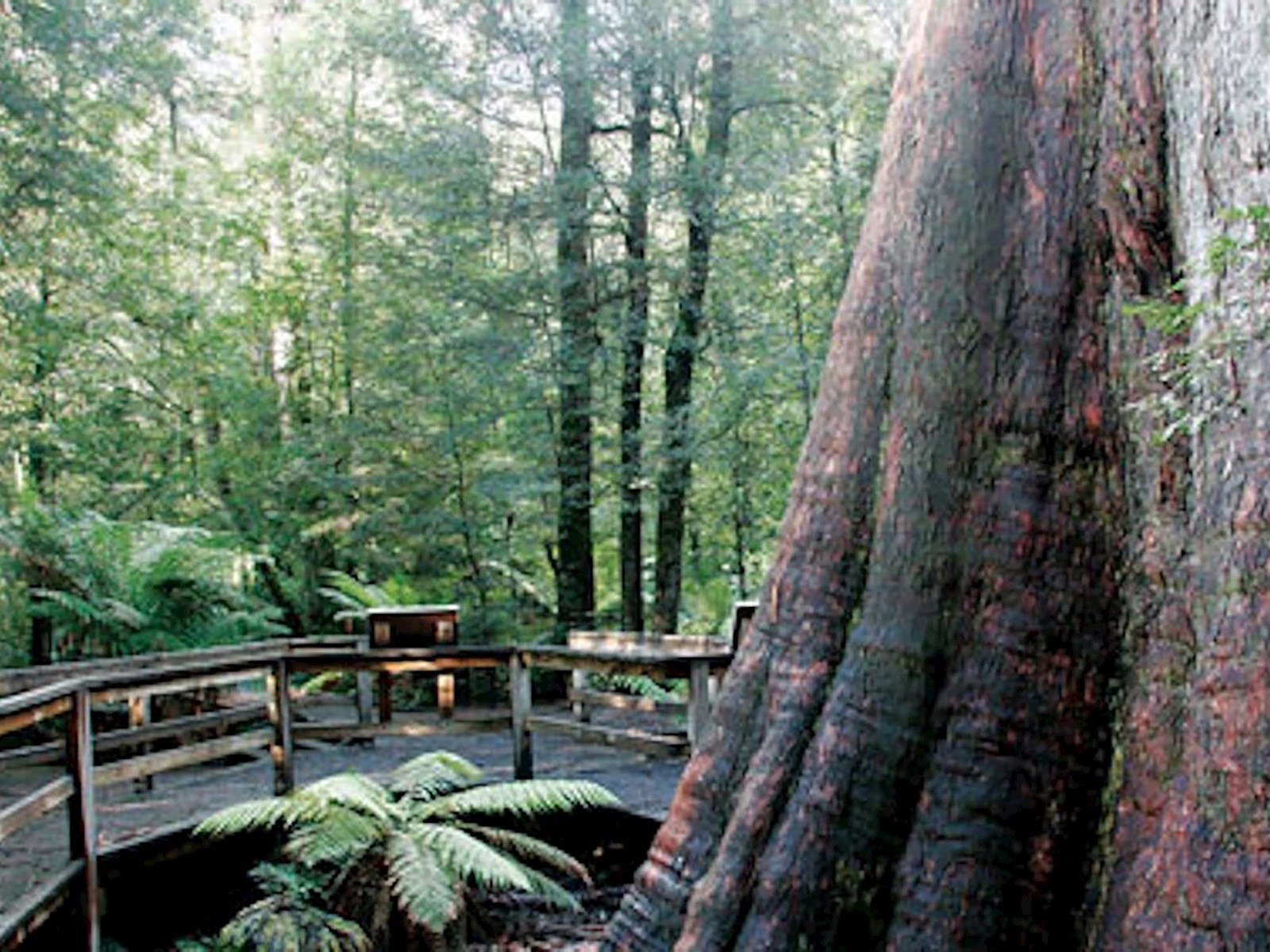 Mountain Bike the Ada Tree… | Visit Yarra Valley & Dandenong Ranges