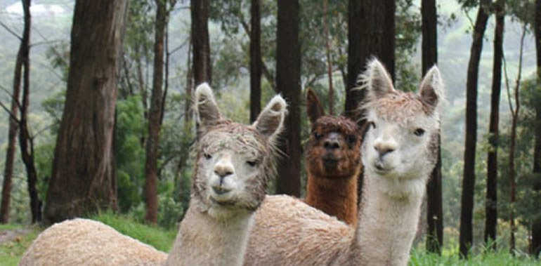Alpaca Ridge Farmstay B&B | Visit Yarra Valley & Dandenong Ranges