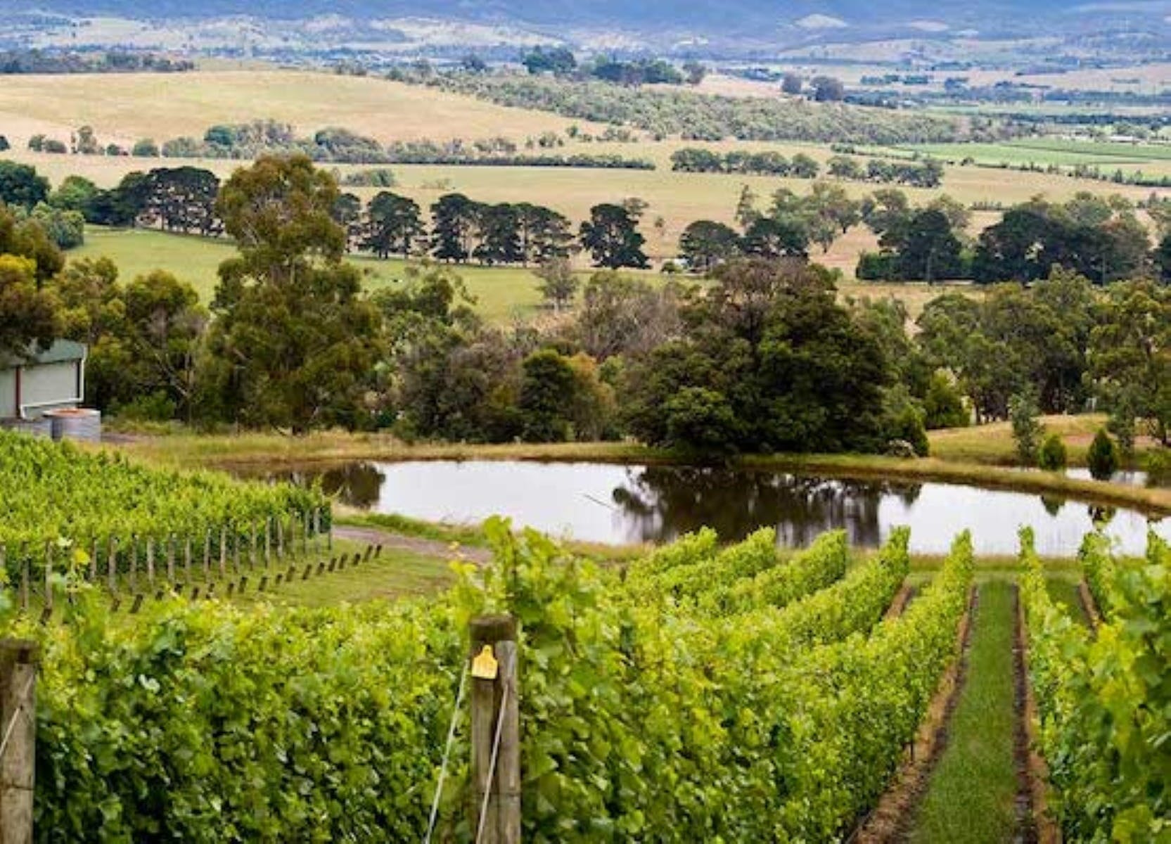 Coldstream Hills Cellar Door | Visit Yarra Valley & Dandenong Ranges