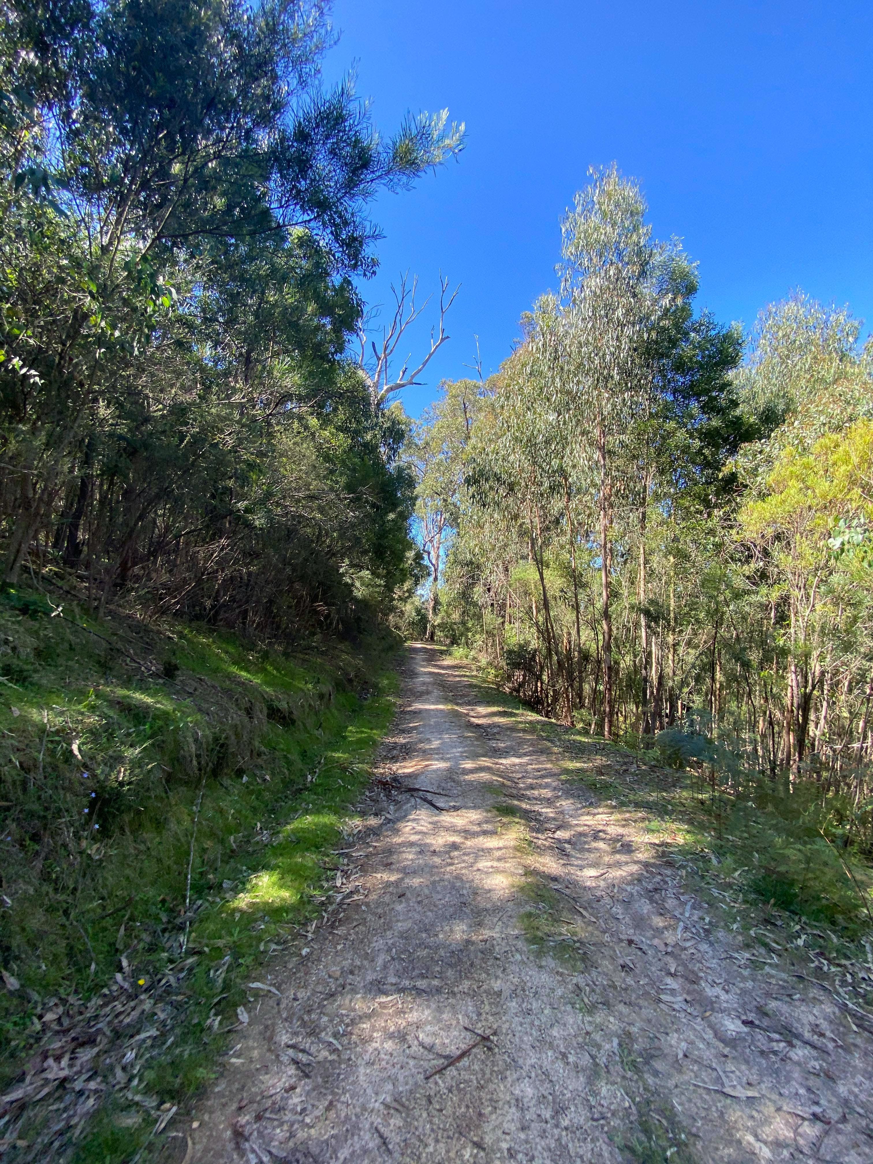 Mt Everard Circuit | Visit Yarra Valley & Dandenong Ranges