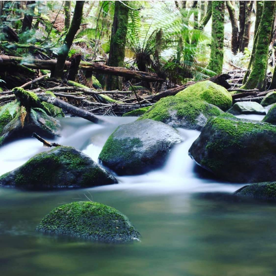 Beeches Rainforest Walk | Visit Yarra Valley & Dandenong Ranges