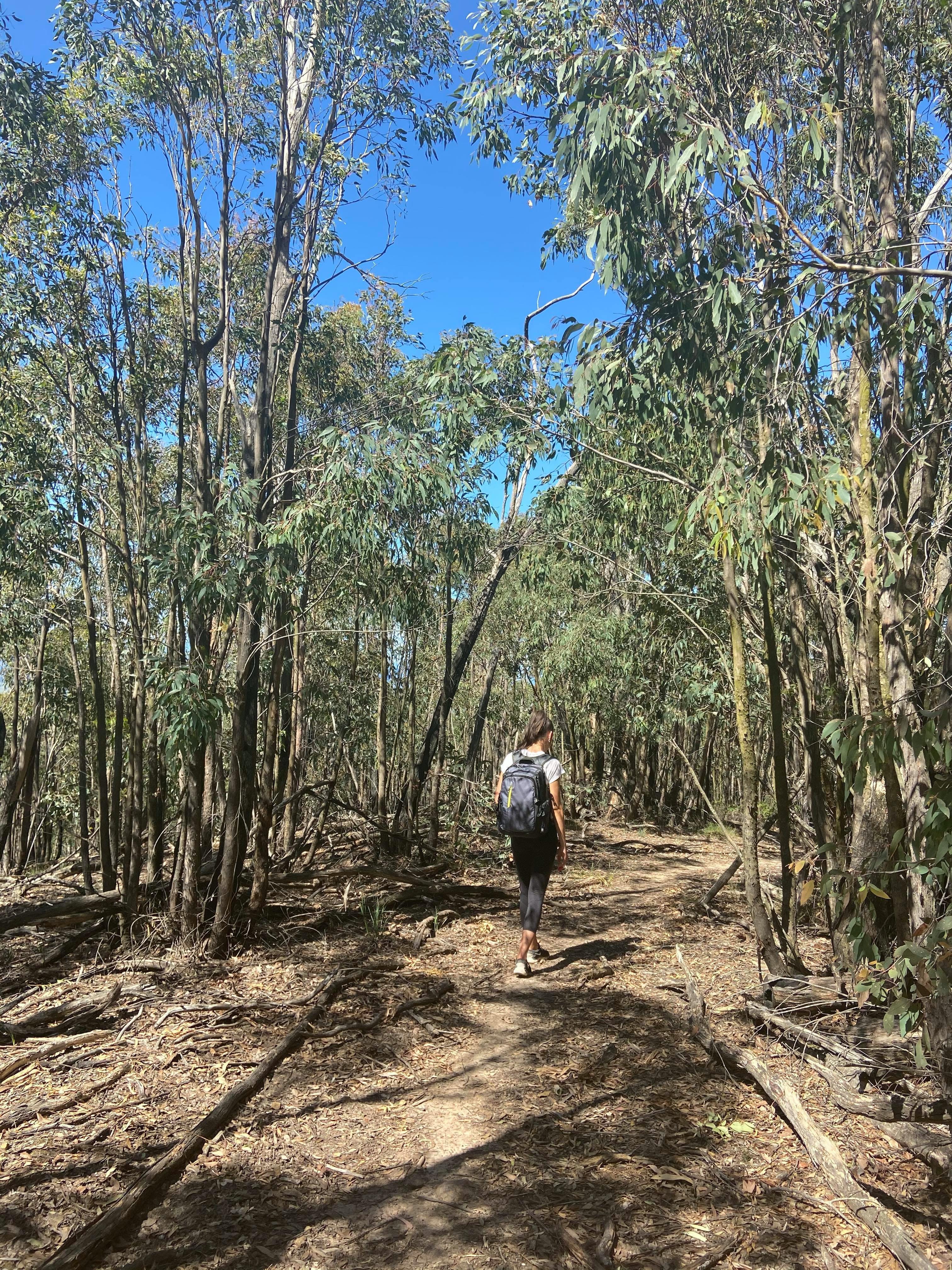 Mt Everard Circuit | Visit Yarra Valley & Dandenong Ranges
